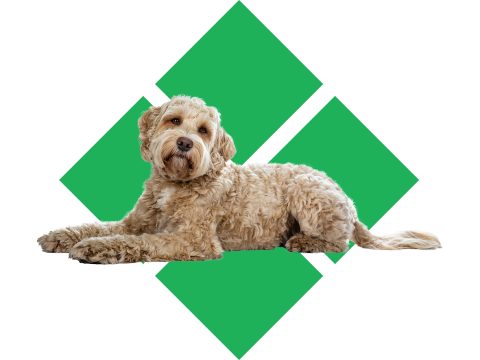 Drop Off Fecal Sample Form - Pondview Veterinary Clinic